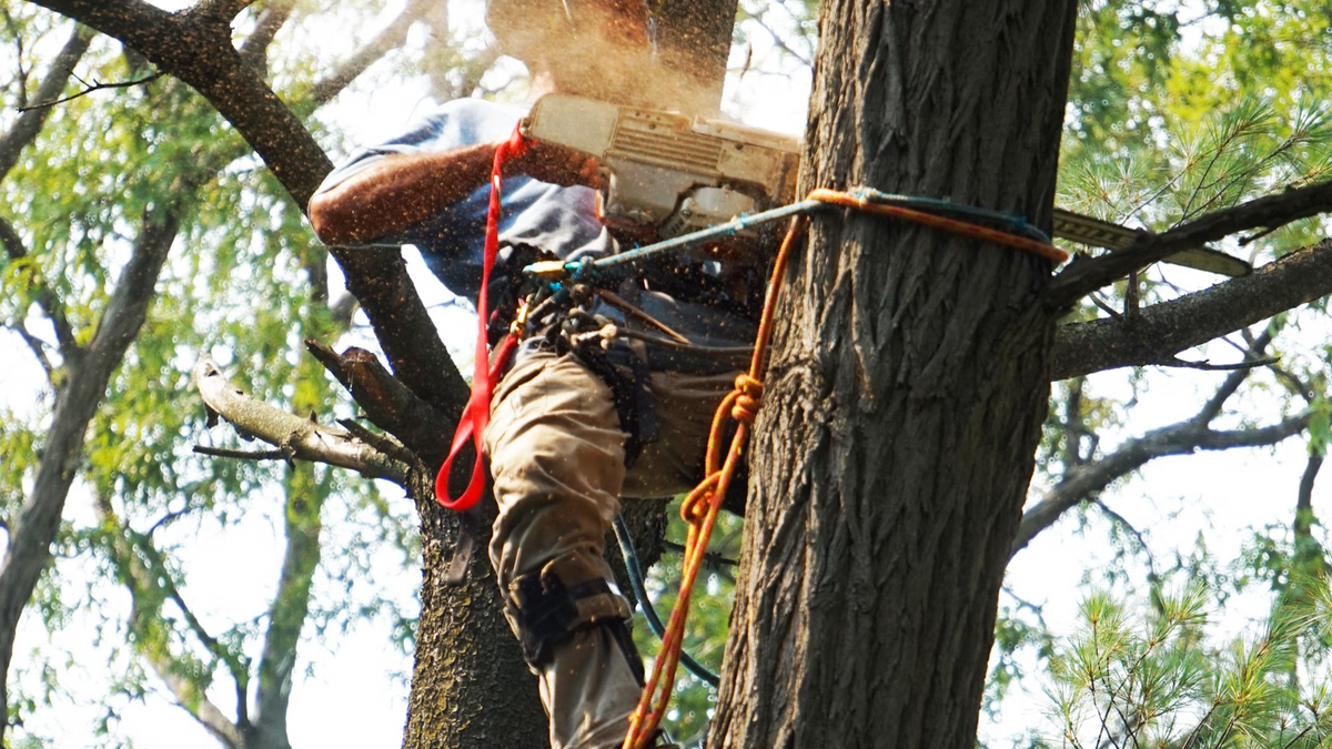 All Arborist Ropes – USA Rope